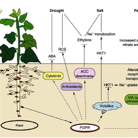 Pdf Plant Growth Promoting Rhizobacteria Pgpr And Medicinal Plants