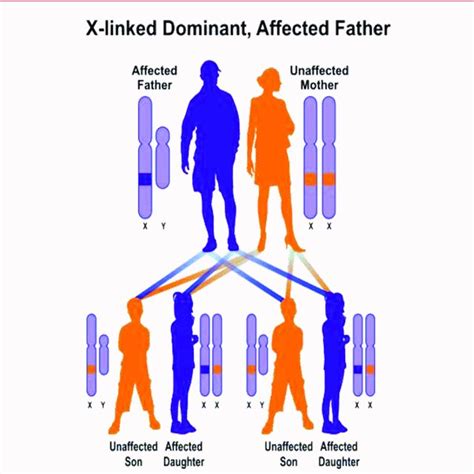 Schematic Representation Of The Dominant X Dominant Heredity Pattern