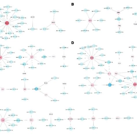 The Mirna Mrna Interaction Network Related To Biological Process