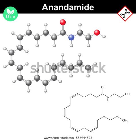 Anandamide Endocannabinoid Chemical Molecular Structure Signaling Stock