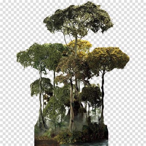 Tropical Rainforest Jungle Tropics Clip Art Png 523x5