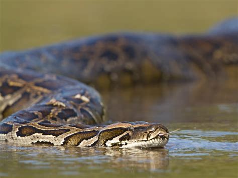 python swallows woman in indoensia whole the independent