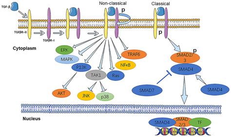 Roles Of Tgf‑β Signalling Pathway‑related Lncrnas In Cancer Review