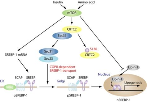 The Mammalian Target Of Rapamycin Mtor Pathways Invol Open I