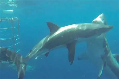 Jaws V Jaws Watch Great White Sharks Doing Battle In Savage