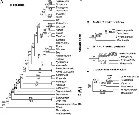 Land Plant Phylogeny