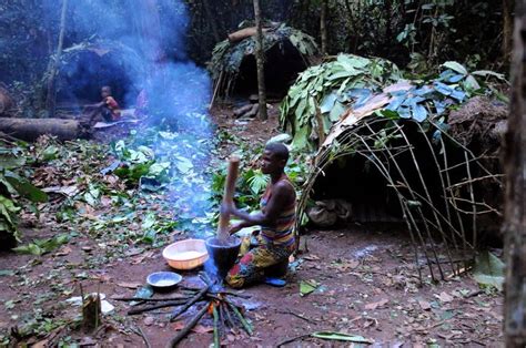 the forest people life and death under the green revolution resilience