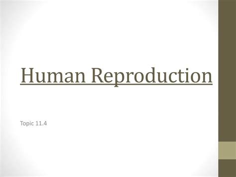 Ppt Human Reproduction Powerpoint Presentation Free Download Id