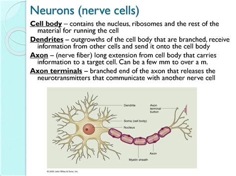 Nerve Cells And Their Support System Ppt Download