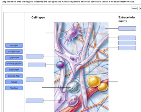 Solved Drag The Labels Onto The Diagram To Identify The Cell