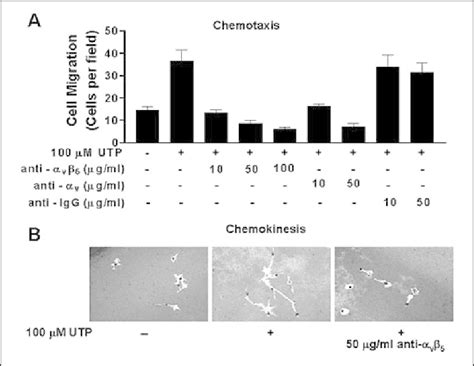 P2y 2 R Mediated Cell Migration Requires V Integrin Activity Human