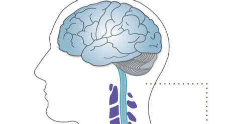 brain and spine tumor anatomy and functions nci
