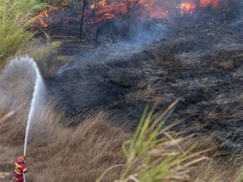 15 Mil Hectáreas De Bosque Han Sido Consumidas Por El Fuego En Guatemala