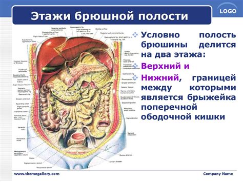 Строение органов человека женщины брюшной полости фото с описанием на
