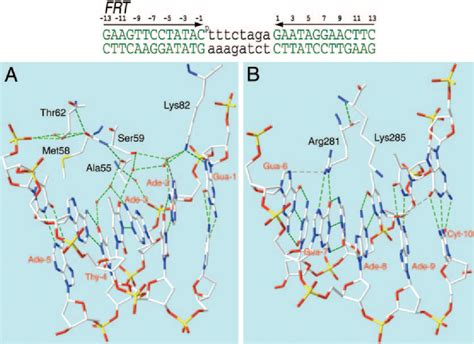Figure 1 From Evolution Of Variants Of Yeast Site Specific Recombinase