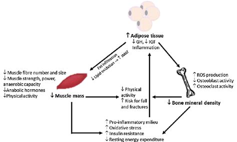The Interplay Between Bone Muscle And Adipose Tissue Gh Growth