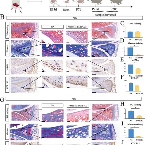 General Morphology Of Embryo Meniscus At Different Stages Of