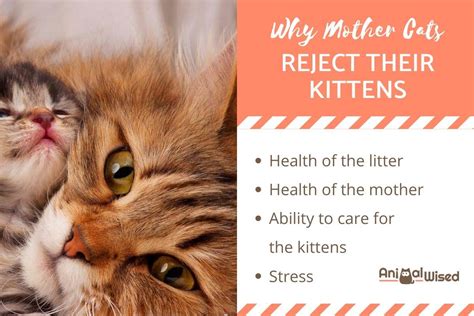 Why A Mother Cat Rejects Her Kittens Reasons For Abandoning Young