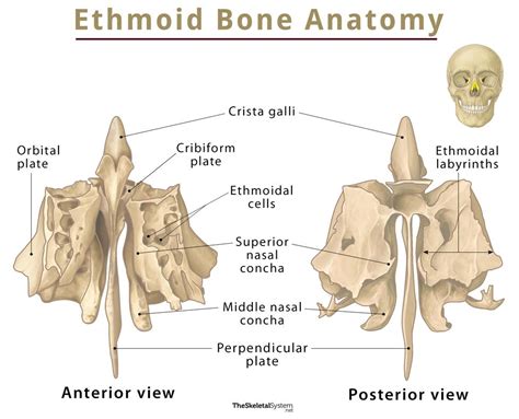 Ethmoid Bone Location Structure Relationships 49 Off