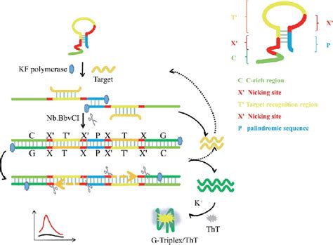 Scheme 1 Schematic Representation Of The Nanomachine For Target Dna