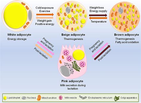 What Are Adipocytes What Are Their Functions Brown Ad