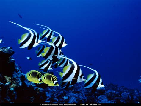 unique wallpaper 100 most famous national geographic hd