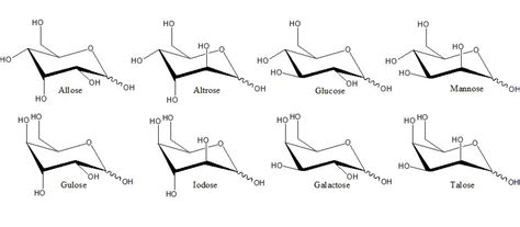 polysaccharide definition examples function and structure