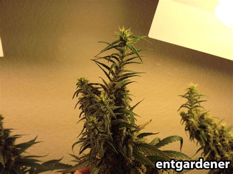 10 odd realities with pictures about growing cannabis plants sex
