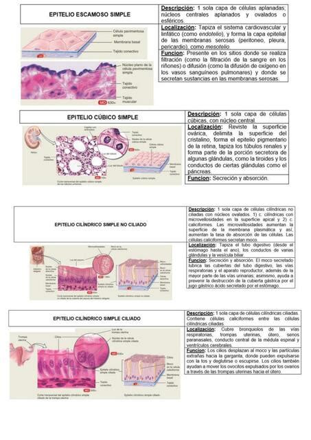 Epitelio Escamoso Simple Grampositiva Med Udocz
