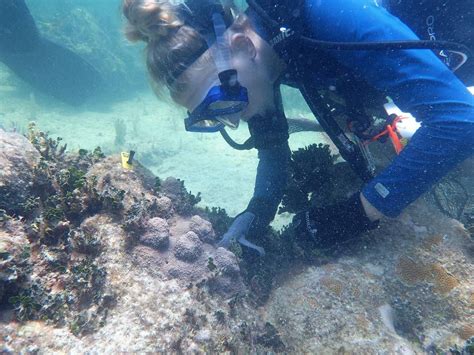 A Coral Sex Milestone Lab Grown And Replanted Corals To Spawn In The