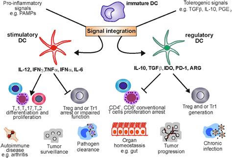 Frontiers Regulatory Dendritic Cells There Is More Than Just Immune
