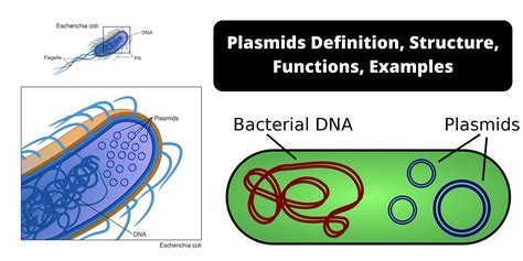 Plasmid Dna Structure