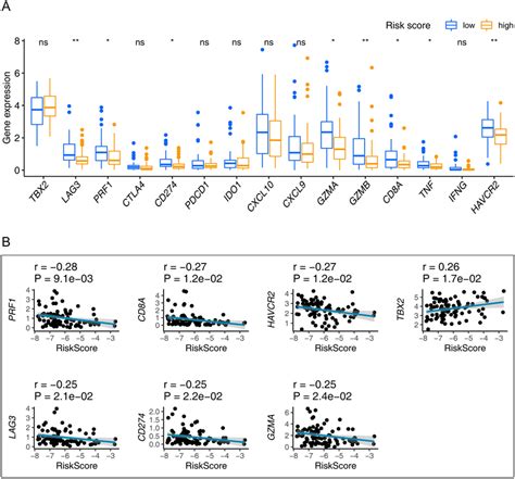 Identification Of The Relationships Between The Seventeen Gene