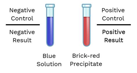 Positive And Negative Controls Labster