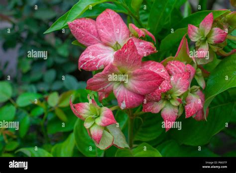 Rote Wüstenrose Blume Fotos Und Bildmaterial In Hoher Auflösung Alamy