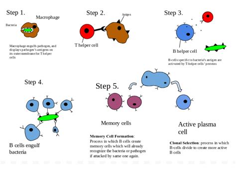the immune system goes viral connect with iisc
