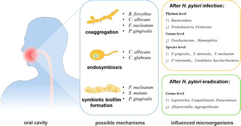 Frontiers The Interactions Between Oral Gut Axis Microbiota And