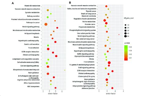 Functional Pathway Analysis Of Targeted Genes Of Predicted Mirnas And
