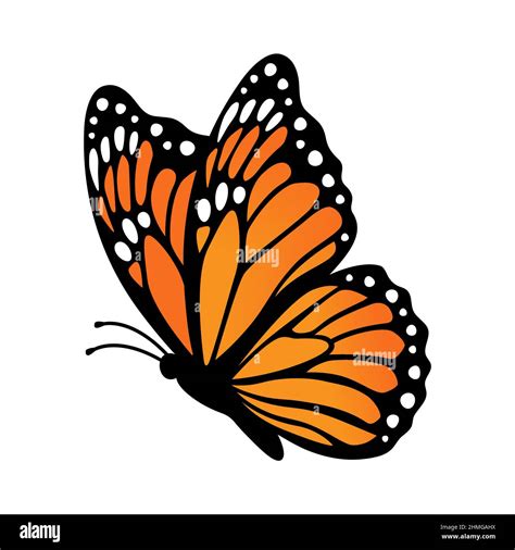 Monarch Butterfly Side View Vector Illustration Isolated On White