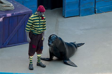 Clyde And Seamore Take Pirate Island Seaworld Orlando Flickr