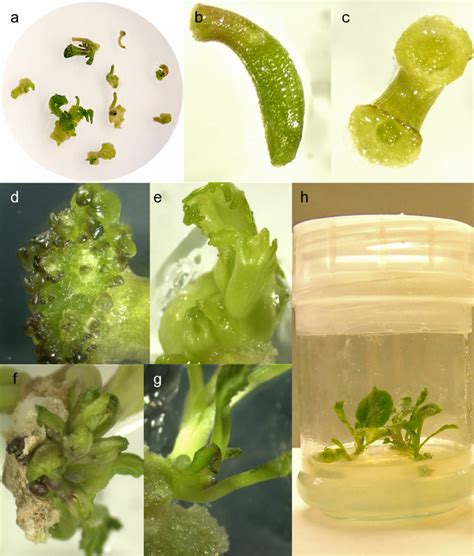 Plant Regeneration Form Hypocotyls And Cotyledons Brassica Oleracea