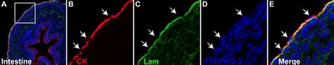 Mesothelial Cell Structure A Transverse Section Through A Chick