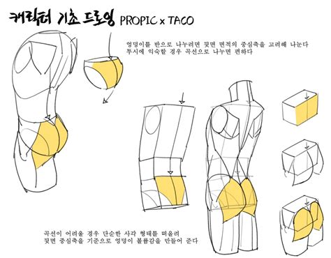 타코작가 On Twitter 해부학 예술 드로잉 강좌 그리기 튜토리얼