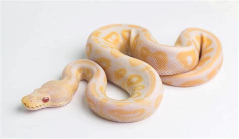are female or male ball pythons more aggressive ball