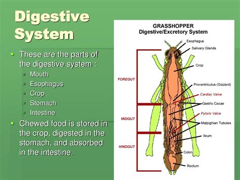 Ppt Dissection Of A Grasshopper Powerpoint Presentation Free