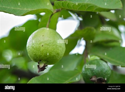 Organic Guava Fruit Green Guava Fruit Hanging On Tree In Agriculture