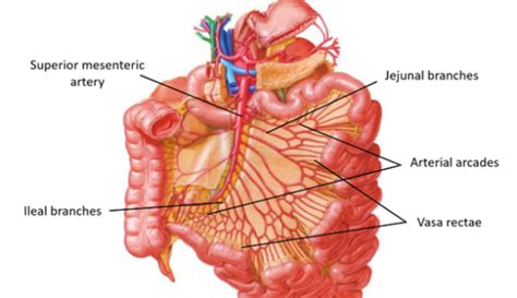 Jejunum And Ileum Parts Differences Between Jejunum And Ileum