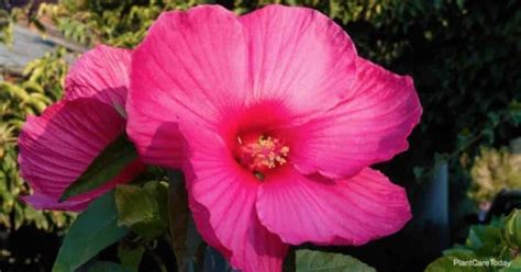 Hardy Hibiscus Care Growing Tips For Hibiscus Moscheutos