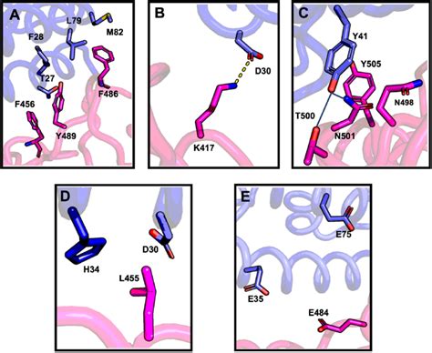 Contact Residues Of Ace2 Rbd Interface Issued From Mm Pbsa Analysis