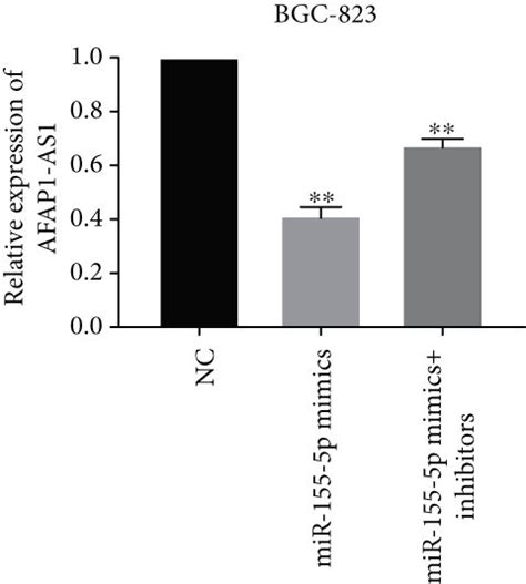 Afap1 As1 Directly Interacted With Mir 155 5p And Negatively Regulated